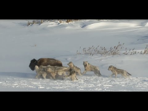 VAY DELKANLI GÖNLÜM VAY