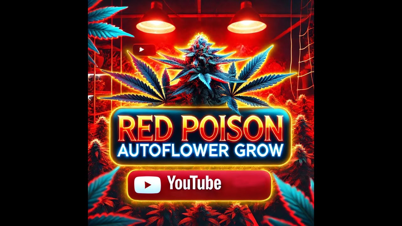 FIRST DAYS OF A NEW AUTOFLOWER GROW #2 - RED POISON AUTO - YouTube