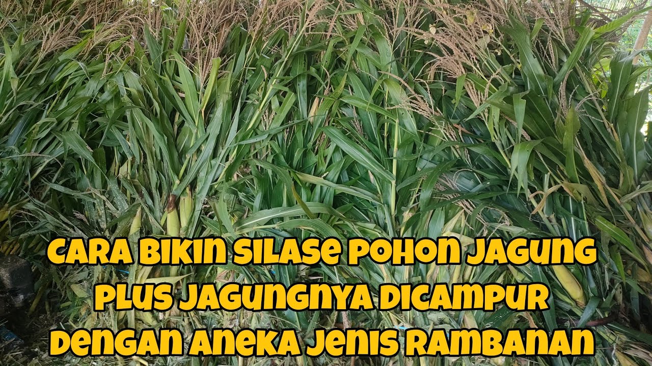 Cara Bikin Silase Pohon Jagung Plus Jagungnya Dicampur Dengan Aneka ...