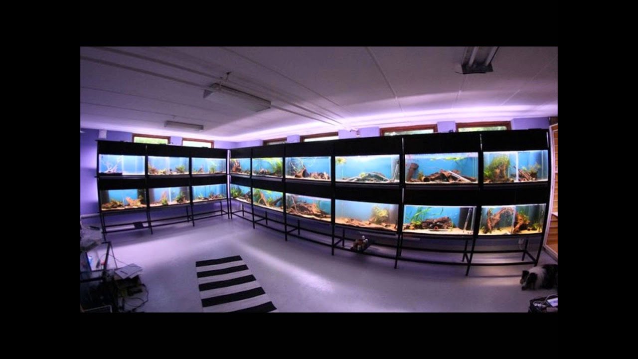 Our fishroom - YouTube