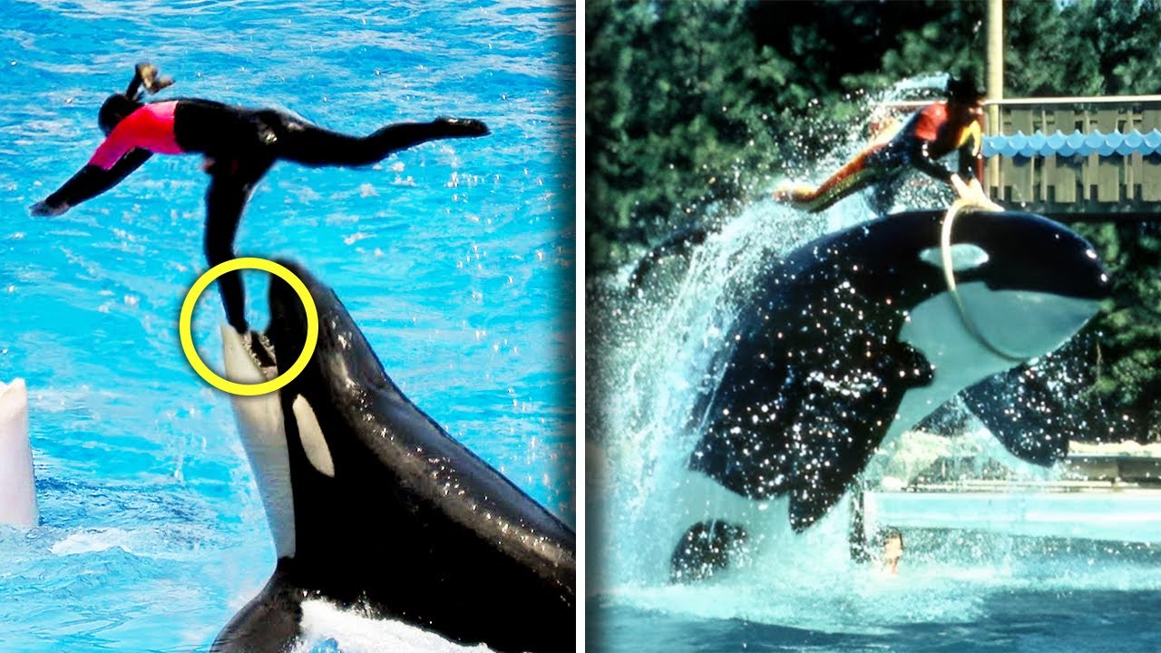 The Devastating Last Moments of Namu The Orca - YouTube