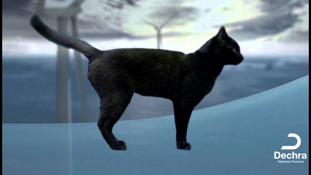 Hyperthyreose bei der Katze - YouTube