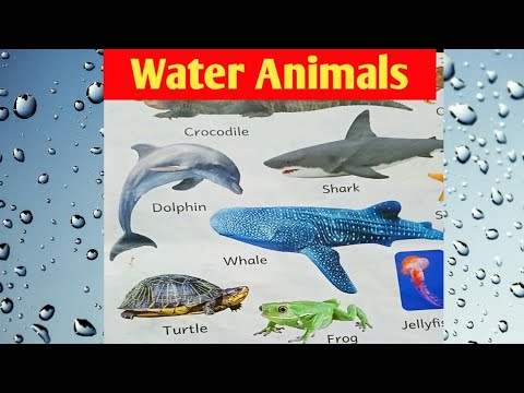 Water Animals for kids |Sea animals name| Types of Water Animals - YouTube