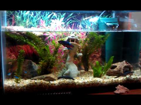 Fire belly Newt tank with fish and real plants - YouTube