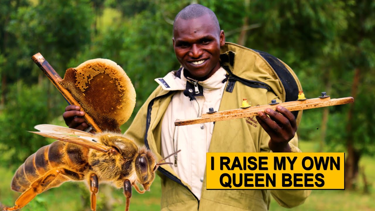 How To Rear Queen Bees And Increase Colonies Part 1 | Full Process ...