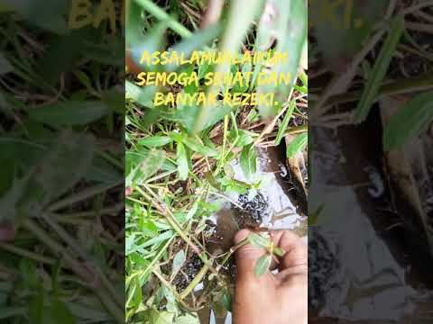 TARIKANNYA MANTAP | ngurek /mancing belut sawah