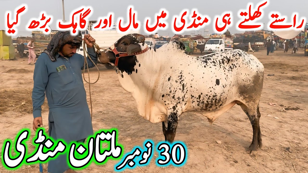 Multan Cow Mandi Fresh Latest Update Video Today | Cholistani Sahiwal ...