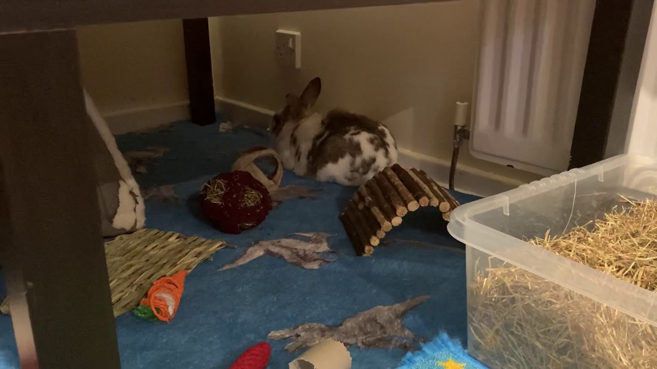 Jimmy the Rabbit Update - YouTube