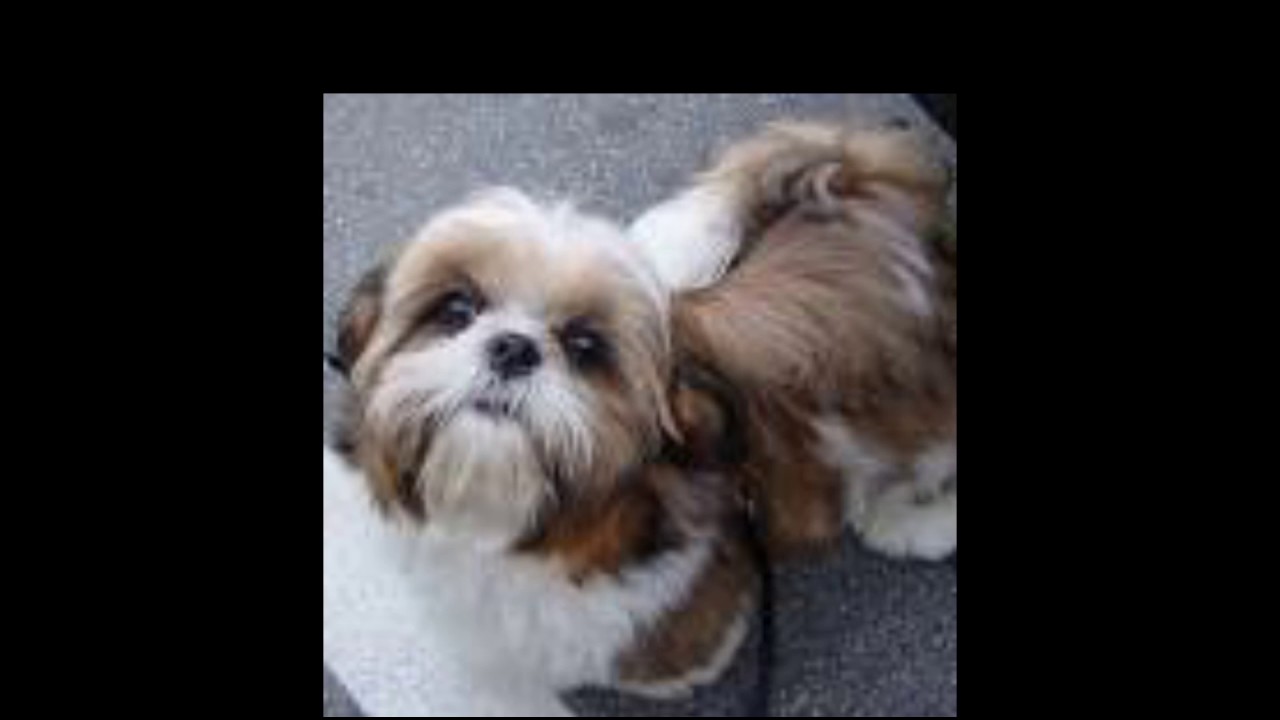 Top - 5 Lucruri despre Shih Tzu - YouTube