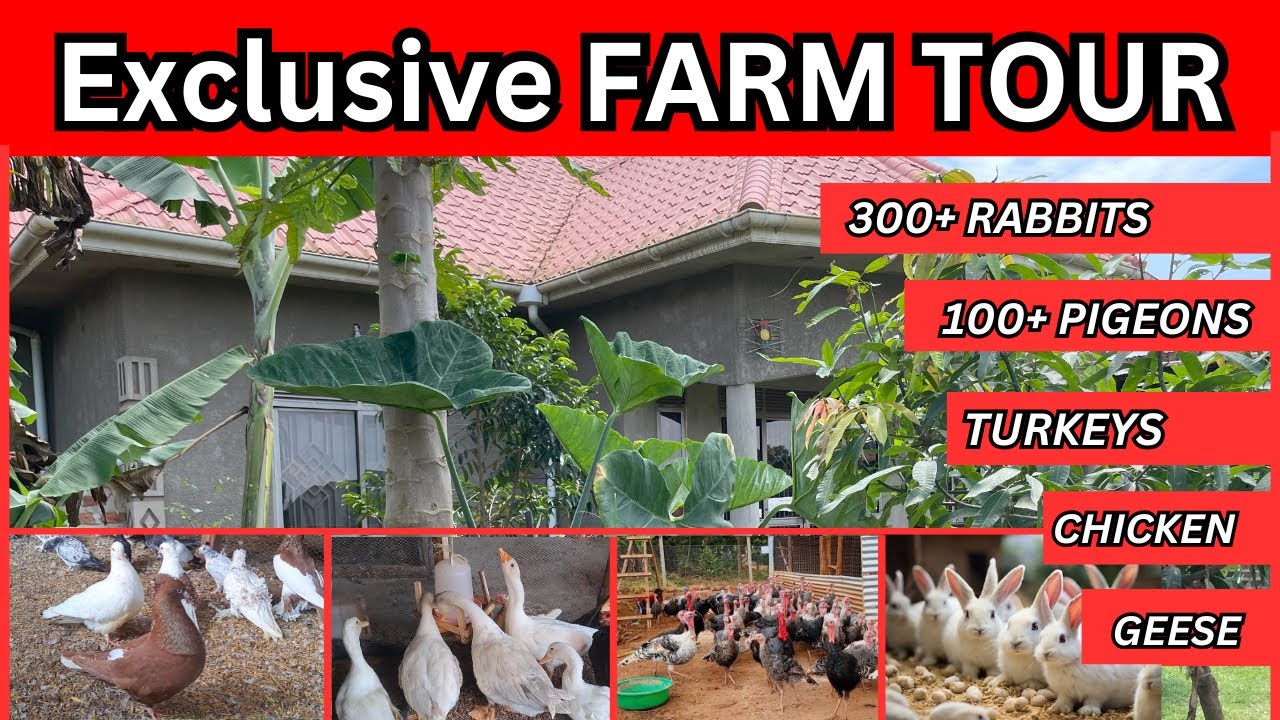 Inside a Thriving Farm : Rabbits, Pigeons, Chickens, Guinea Fowls and ...