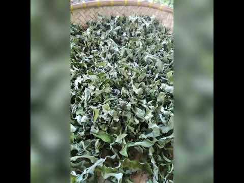 How to Dry Taro (gabi) Leaves for Special Laing Recipe - YouTube