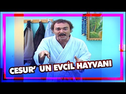 Cesur'un yeni hayvanı - Avrupa Yakası