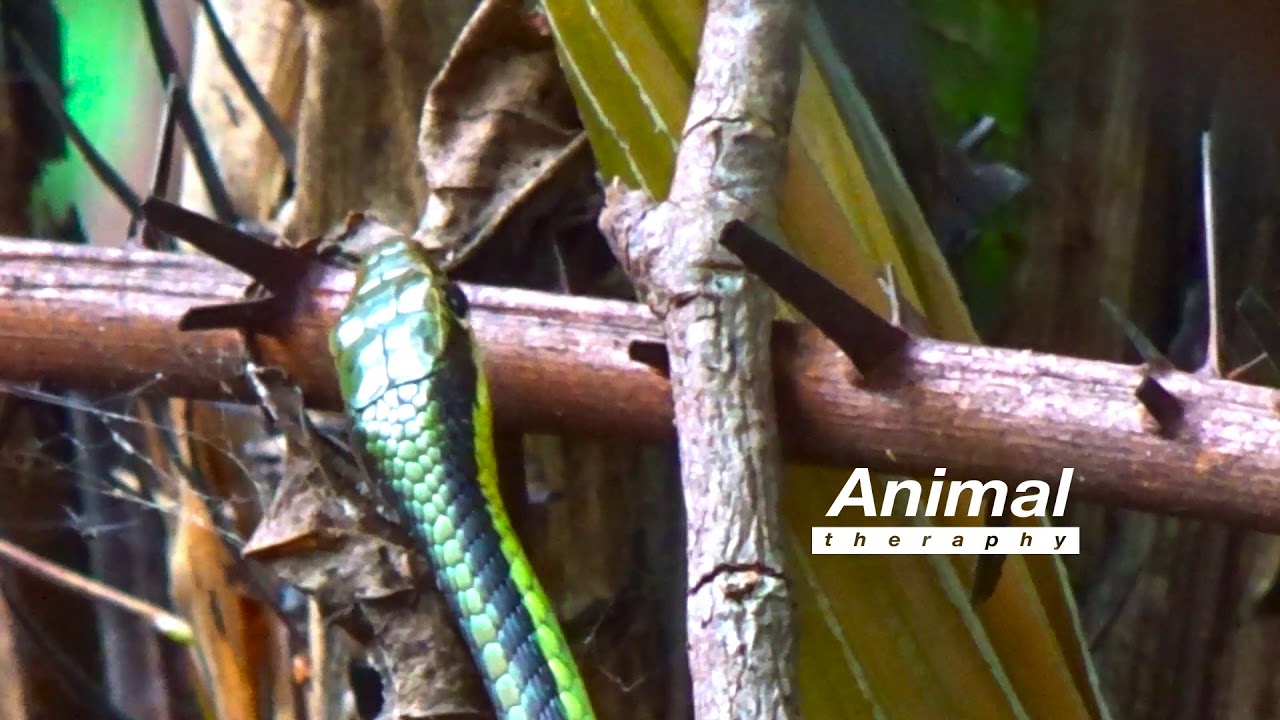 Hunting Hewan Dapat Ular Tali Picis - YouTube