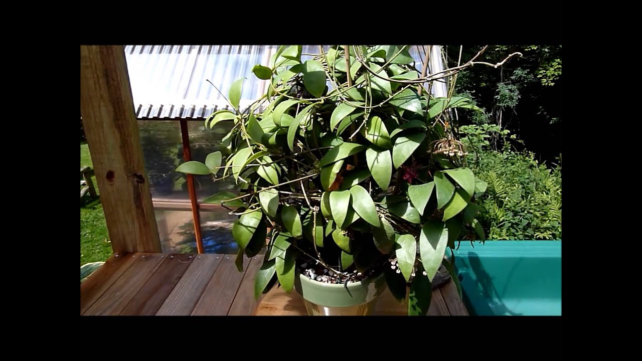 A Visit with Hoya revoluta - YouTube