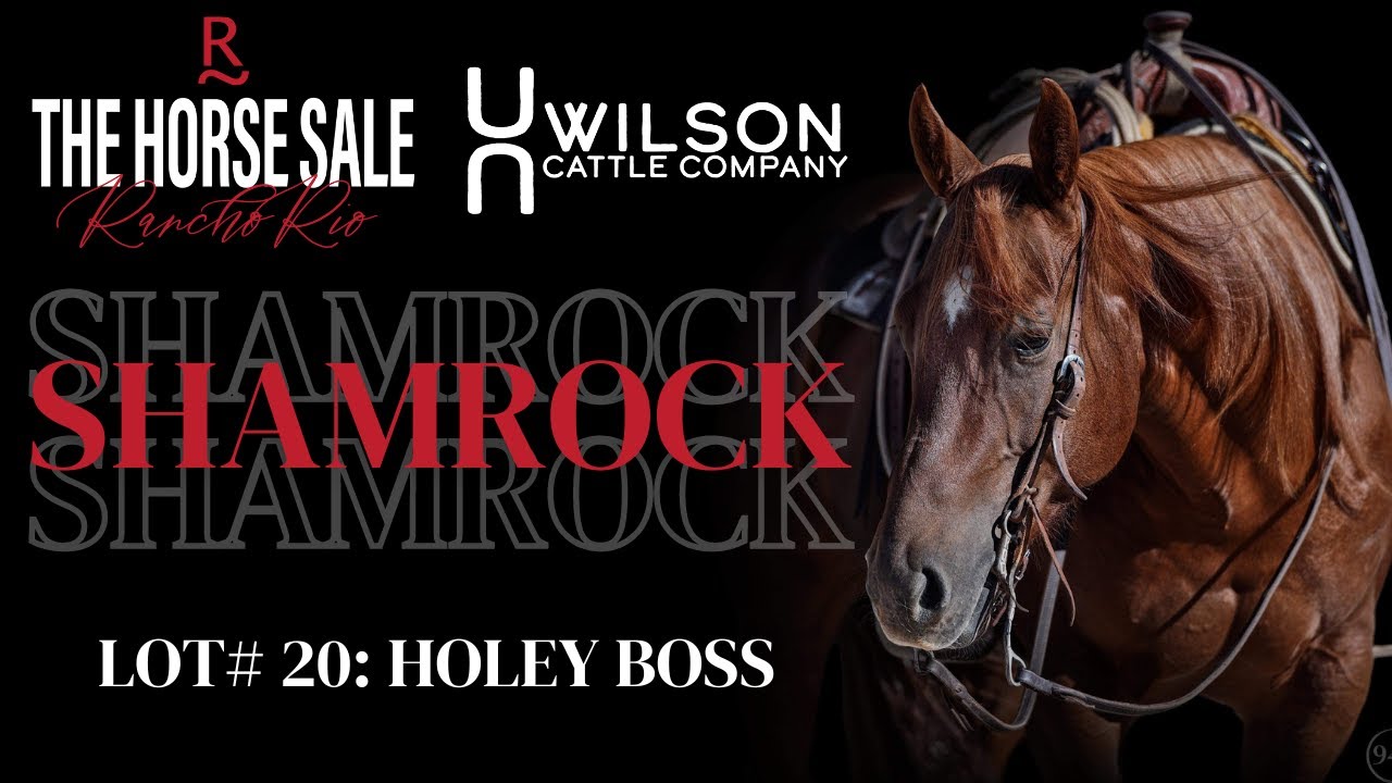 #20 "Shamrock" - Wilson Cattle Co x Rancho Rio Horse Sale 2024 - YouTube