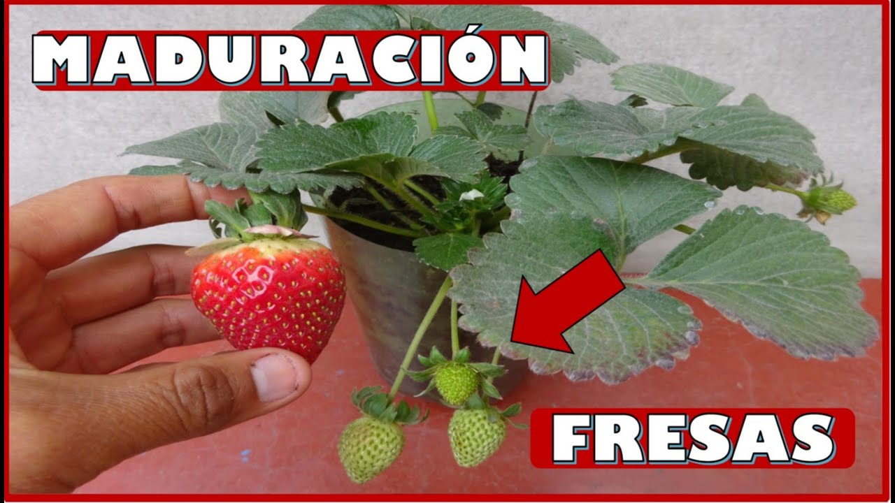 APRENDE A COSECHAR FRESAS - FRUTILLAS ¿CUÁNTO TARDAN LOS FRUTOS EN ...