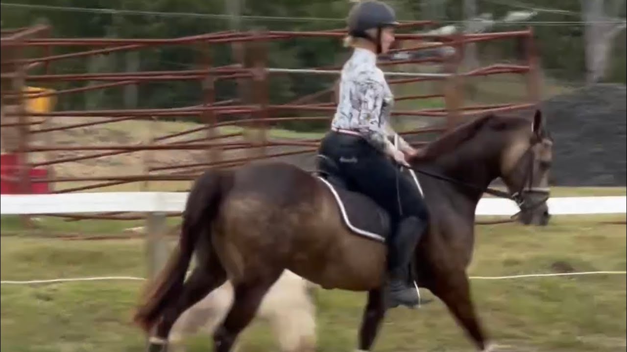 Alanddi Made For Fun practicing his counter canter dance moves - YouTube