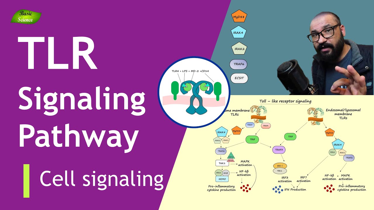 Toll-like receptor Signaling Pathway | MyD88 | TRIF Pathways | Basic ...