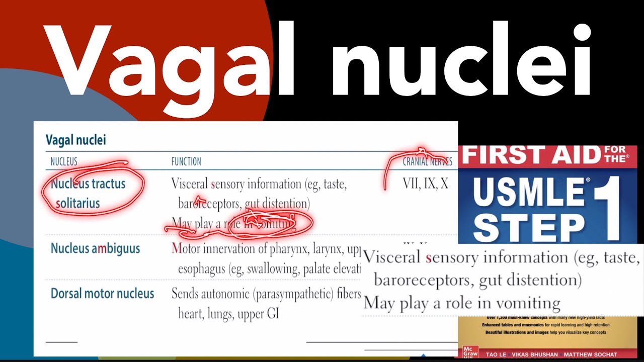 Vagal nuclei, Nucleus tractus solitarius,Nucleus ambiguus, DMN ...