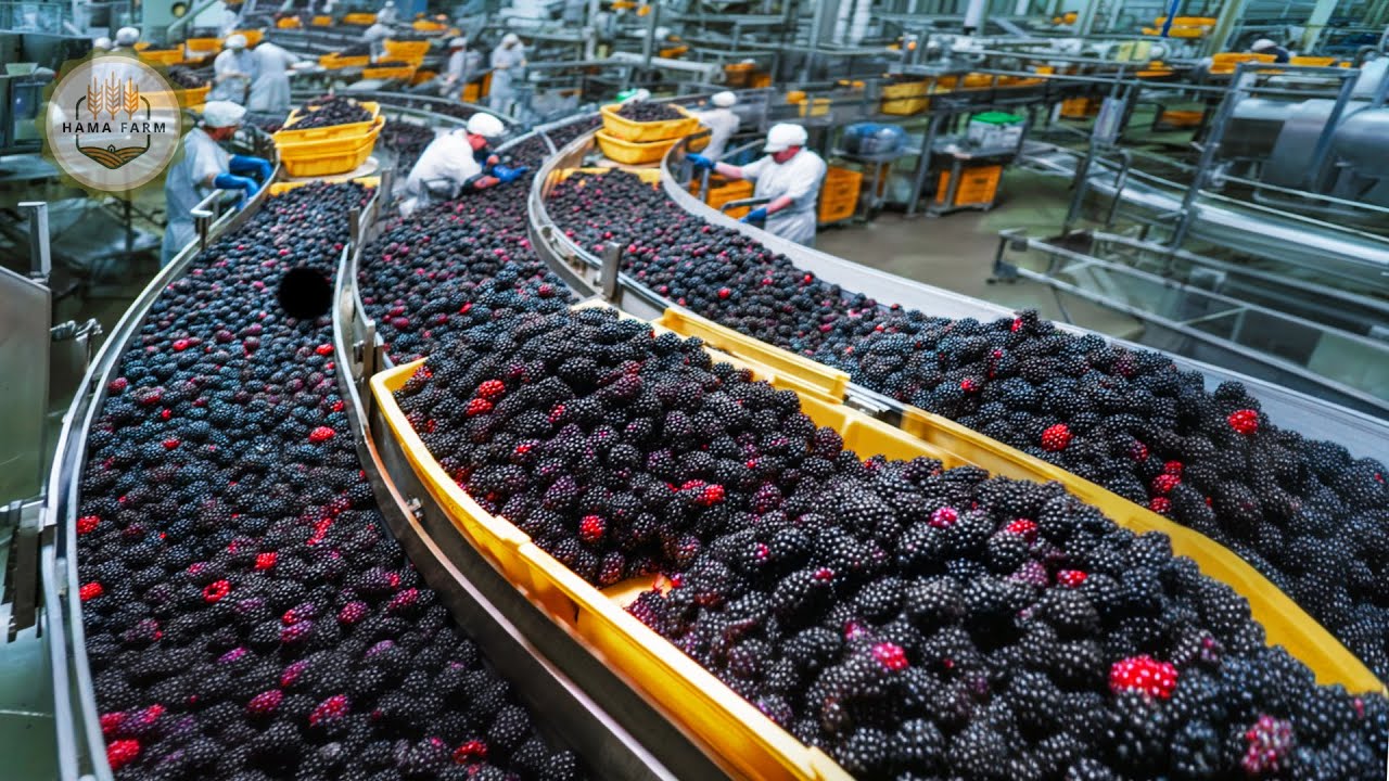 How Millions of Blackberries Are Processed In Factory – Modern ...