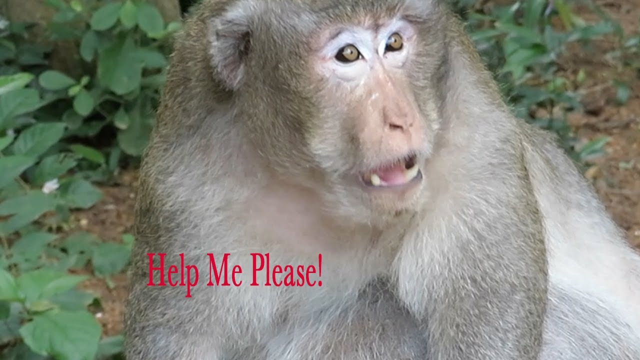 Oldest Charlie Monkey Really Hungry Food, Pity monkey - YouTube