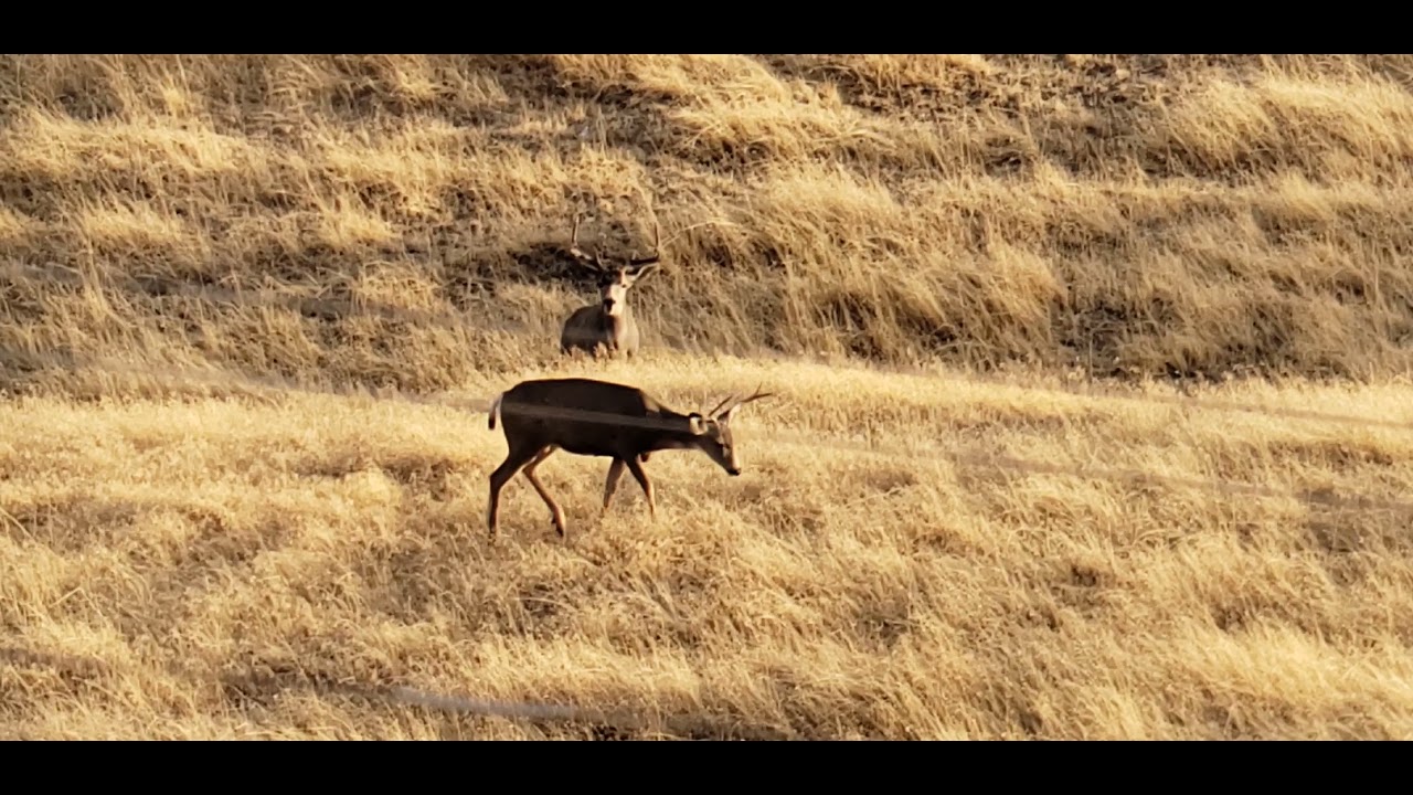 Hybrid mule deer (whitetail antlers) with 2 young bucks sparring - YouTube