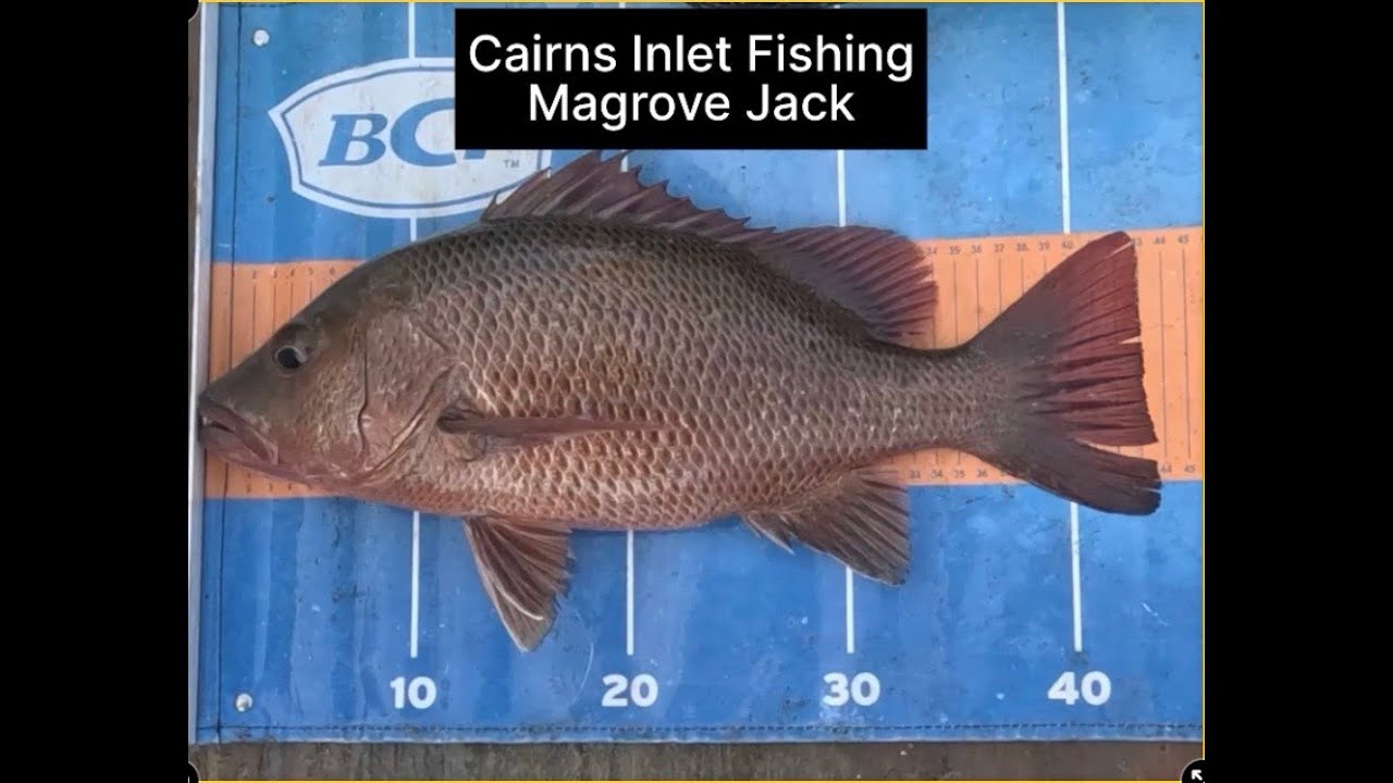 Cairns Inlet Fishing Mangrove Jack - YouTube