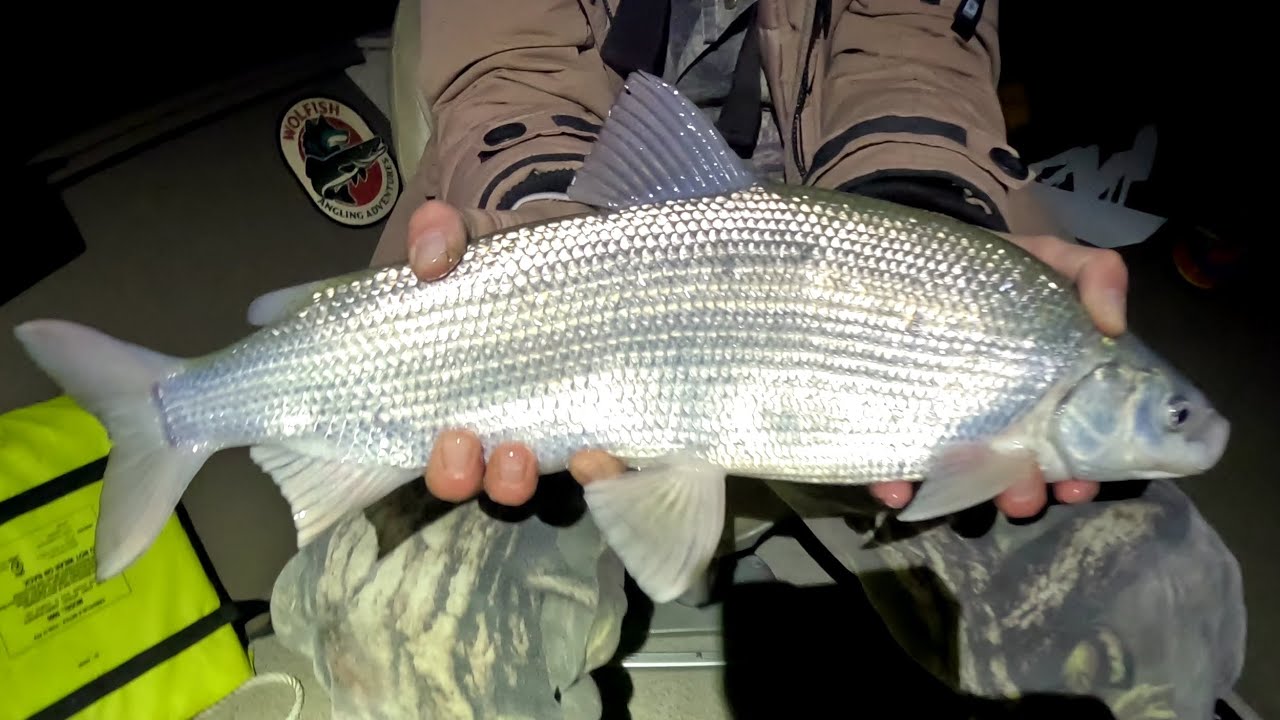 Rare Lake Erie Whitefish Caught In Ohio! - YouTube