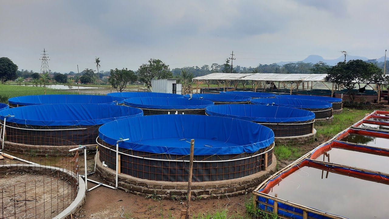 REVIEW DESAIN KOLAM IKAN NILA BIOFLOK D7 - YouTube