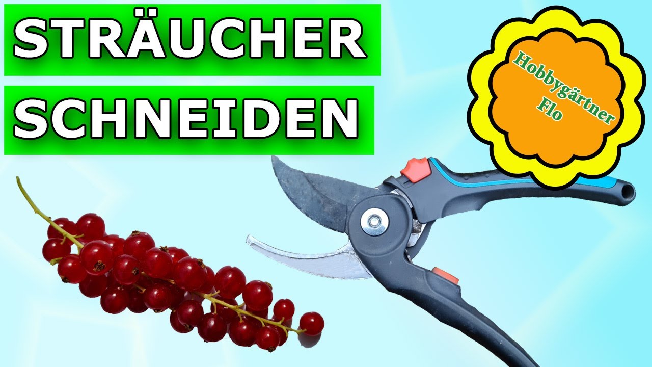 Rote Johannisbeeren Radikal Zurückschneiden