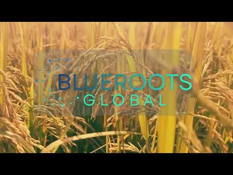 From Indian Paddy Fields to Global Markets | Blueroots Global