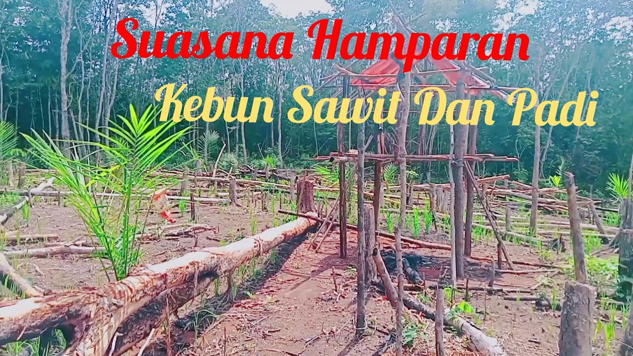 SUASANA HAMPARAN KEBUN SAWIT DAN PADI - YouTube