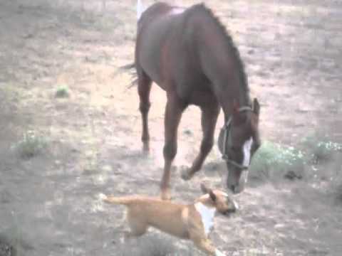 Horse Tries To Stomp Dog. - YouTube