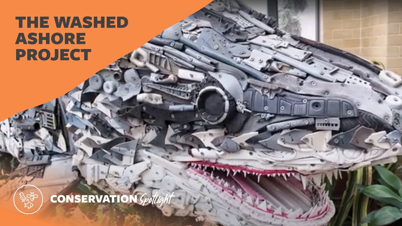 The Washed Ashore Project | with Mutual of Omaha's Wild Kingdom - YouTube