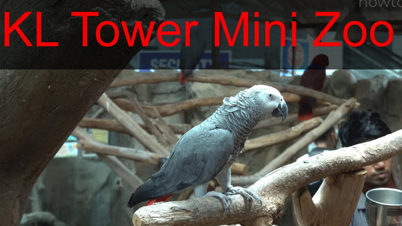KL Tower Mini Zoo - YouTube