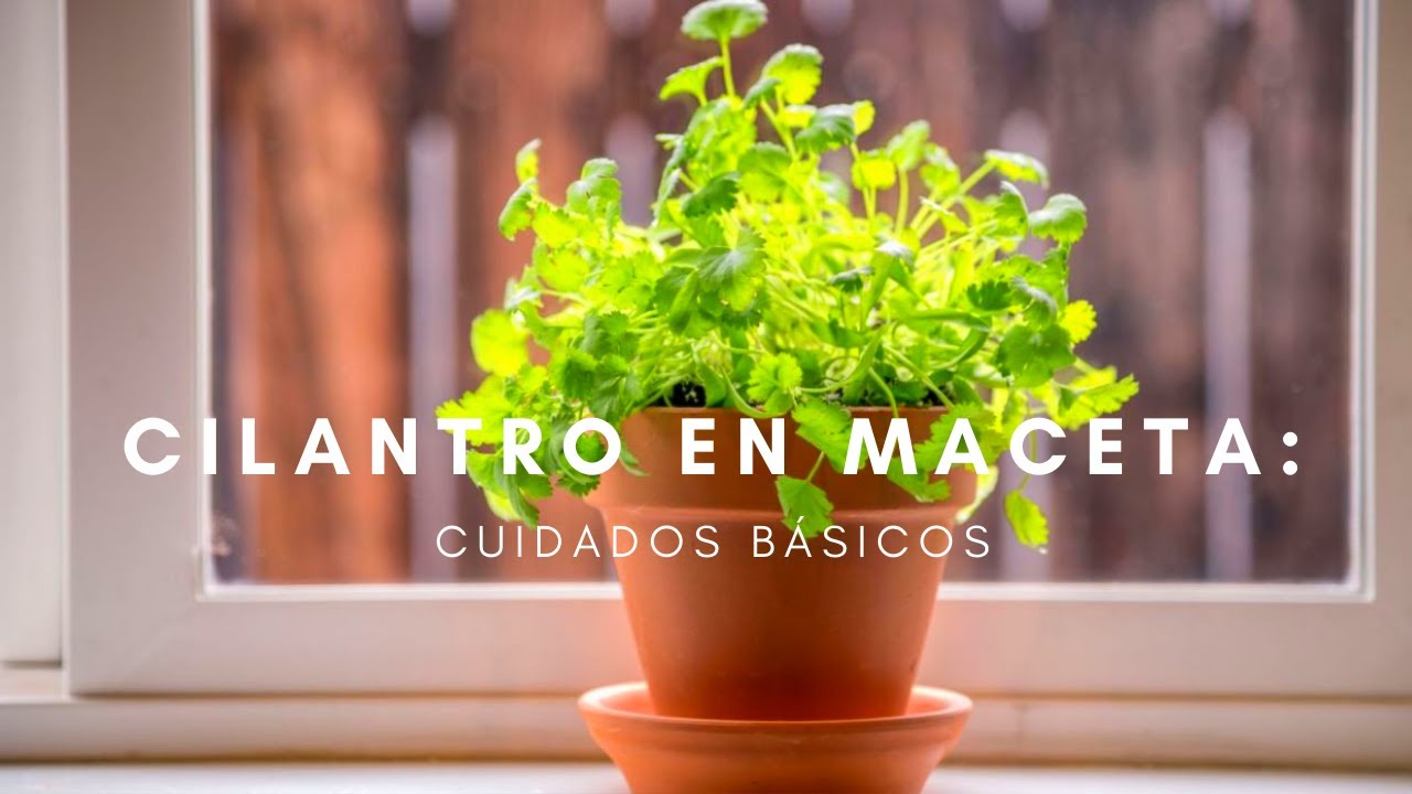Cilantro en maceta cuidados / Cómo cultivar cilantro en macetas - YouTube