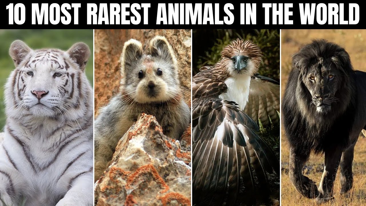 Top 10 Most Rarest Animals in the World - Unbelievable - YouTube