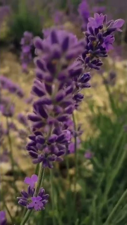 Лавандовое поле в Тургеневке 💜 крым лаванда бахчисарай Youtube