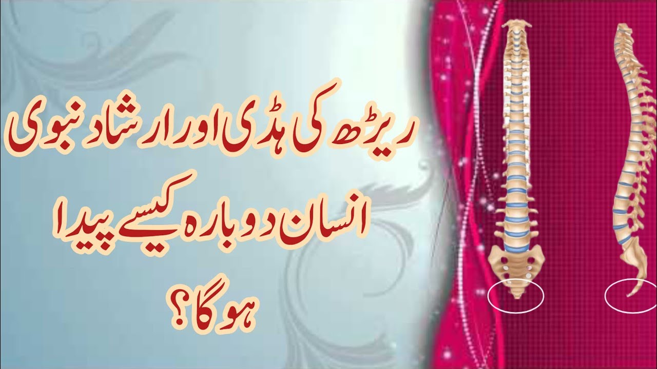 Recreation of Human From Backbone | Reedh Ki Haddi Or Hadees Nabvi ...