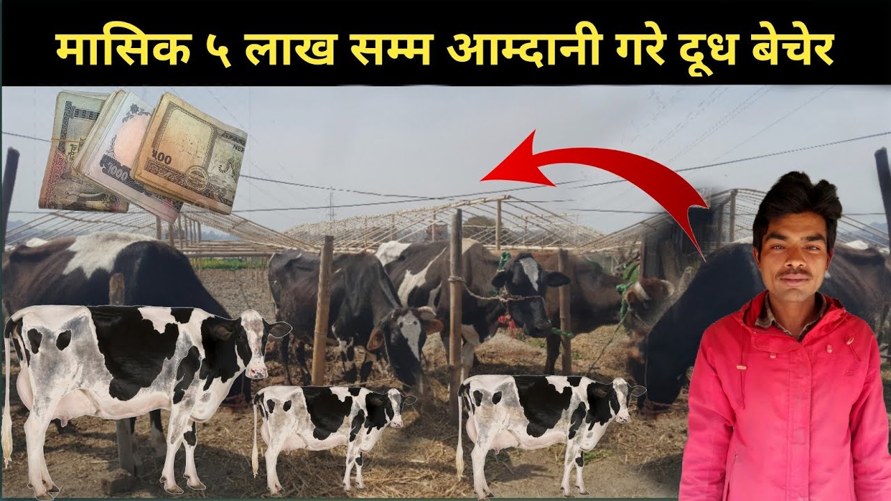मासिक ५ लाख सम्म आम्दानि गरे दुध बेचेर - Cow farming/rearing in Nepal ...