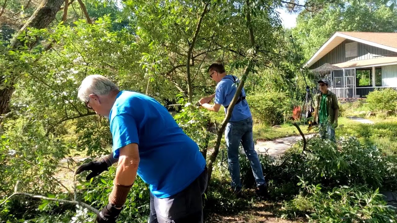 Removing Invasive Autumn Olive - YouTube