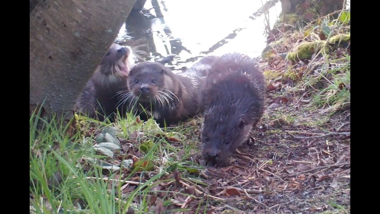 Early morning otters - YouTube