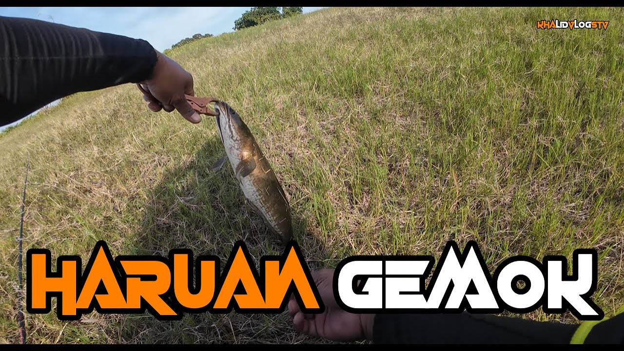 Best Memancing Haruan Area Melaka ni (Exp Horiz) - YouTube