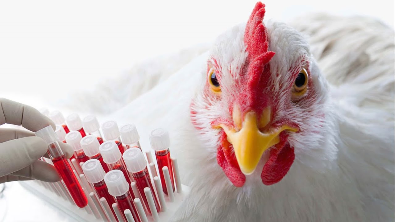 How To Collect Blood Sample In Poultry YouTube how-to-collect-blood-sample-in-poultry-youtube