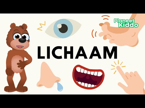 👀 Lichaamsdelen Leren In Het Nederlands | Ons Lijf Voor Peuters En Kleuters | Learn Dutch Body Parts
