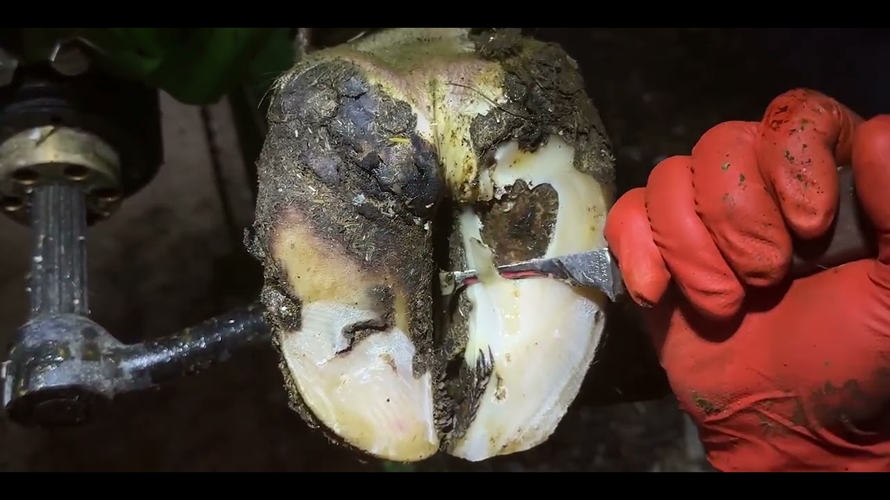 The Hoof GP! PEELING LAYERS away from this HIDDEN secret - YouTube