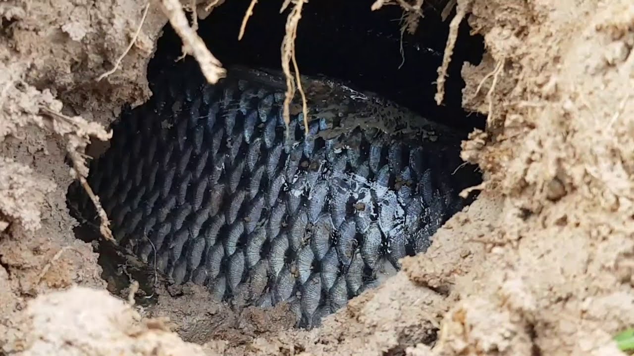 Fishing men find a hole and dig to see a lot of fish in the field ...