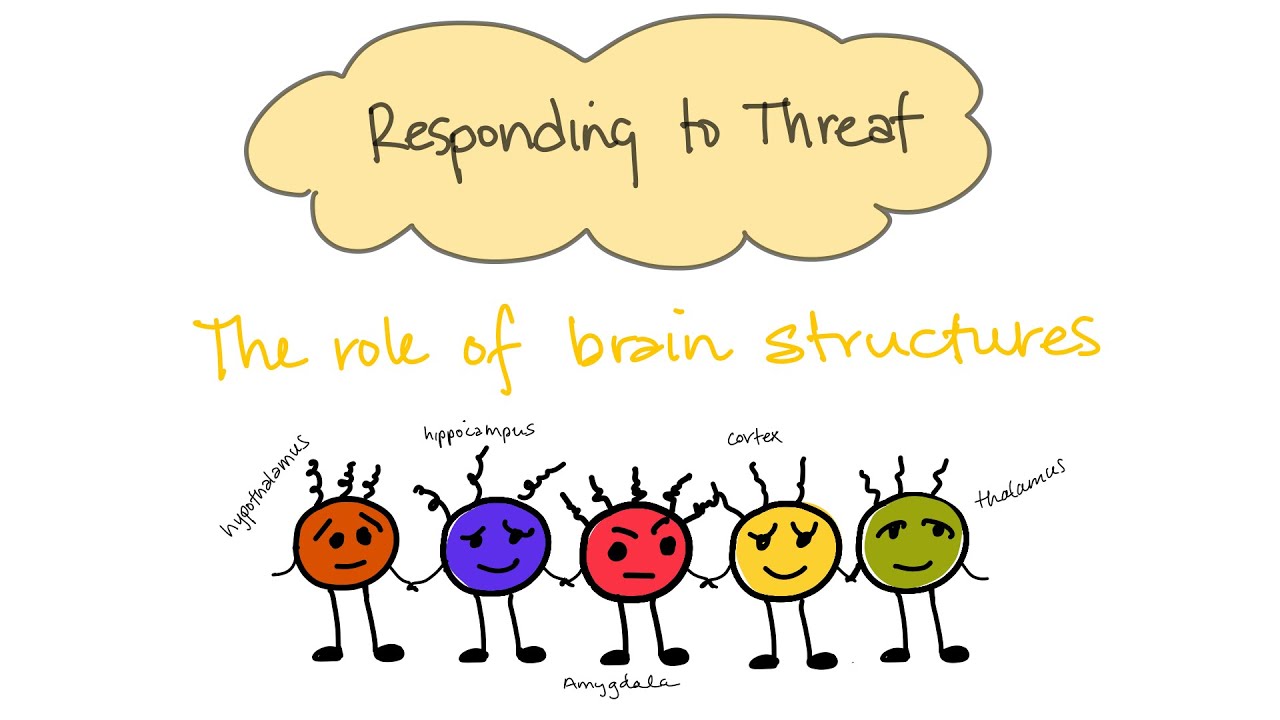 Responding to Threat - The Role of Brain Structures - YouTube