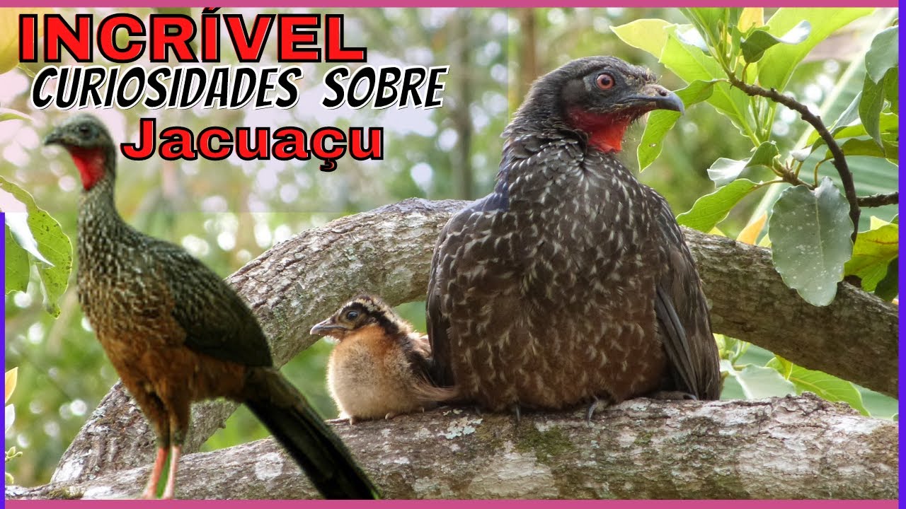 TUDO SOBRE A AVES JACUAÇU E AS CURIOSIDADES SOBRE OS JACUAÇU SAIBA ...