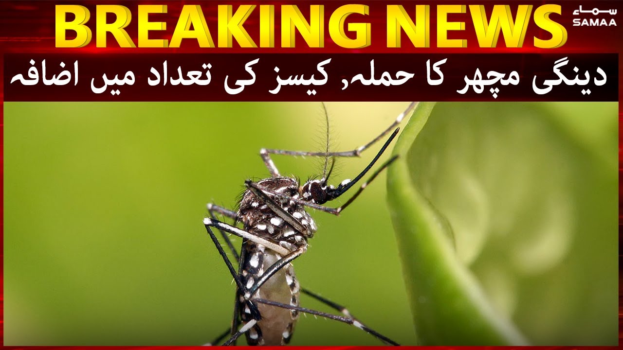 Dengue Machar ka hamla, Cases ki tadad main izafa - Breaking News ...